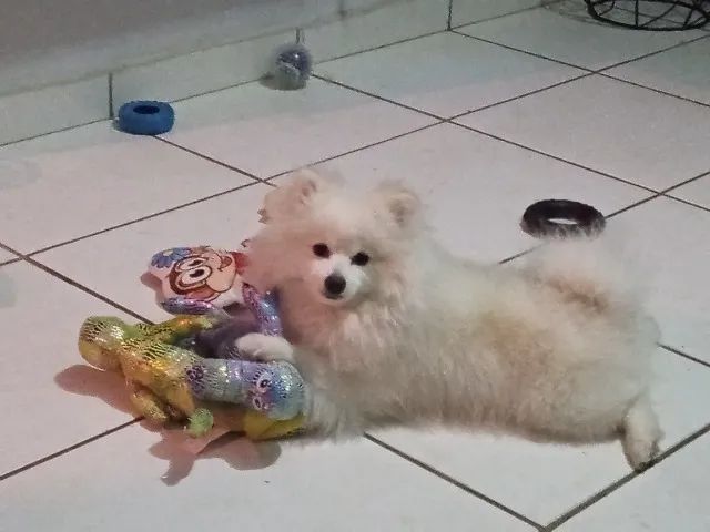 Splitz alemão lulu da Pomerânia - Cachorros - Vila Brasília, Aparecida ...