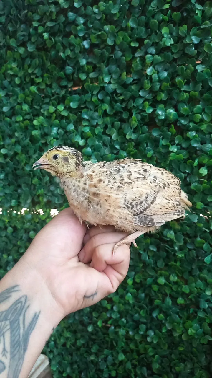 "filhotes de codornas" - Outros animais no Brasil
