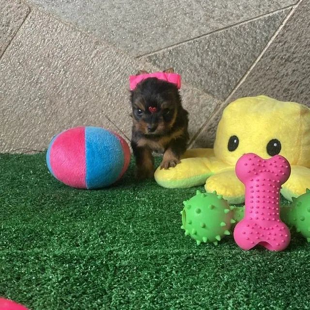 "yorkshire micro" no Brasil