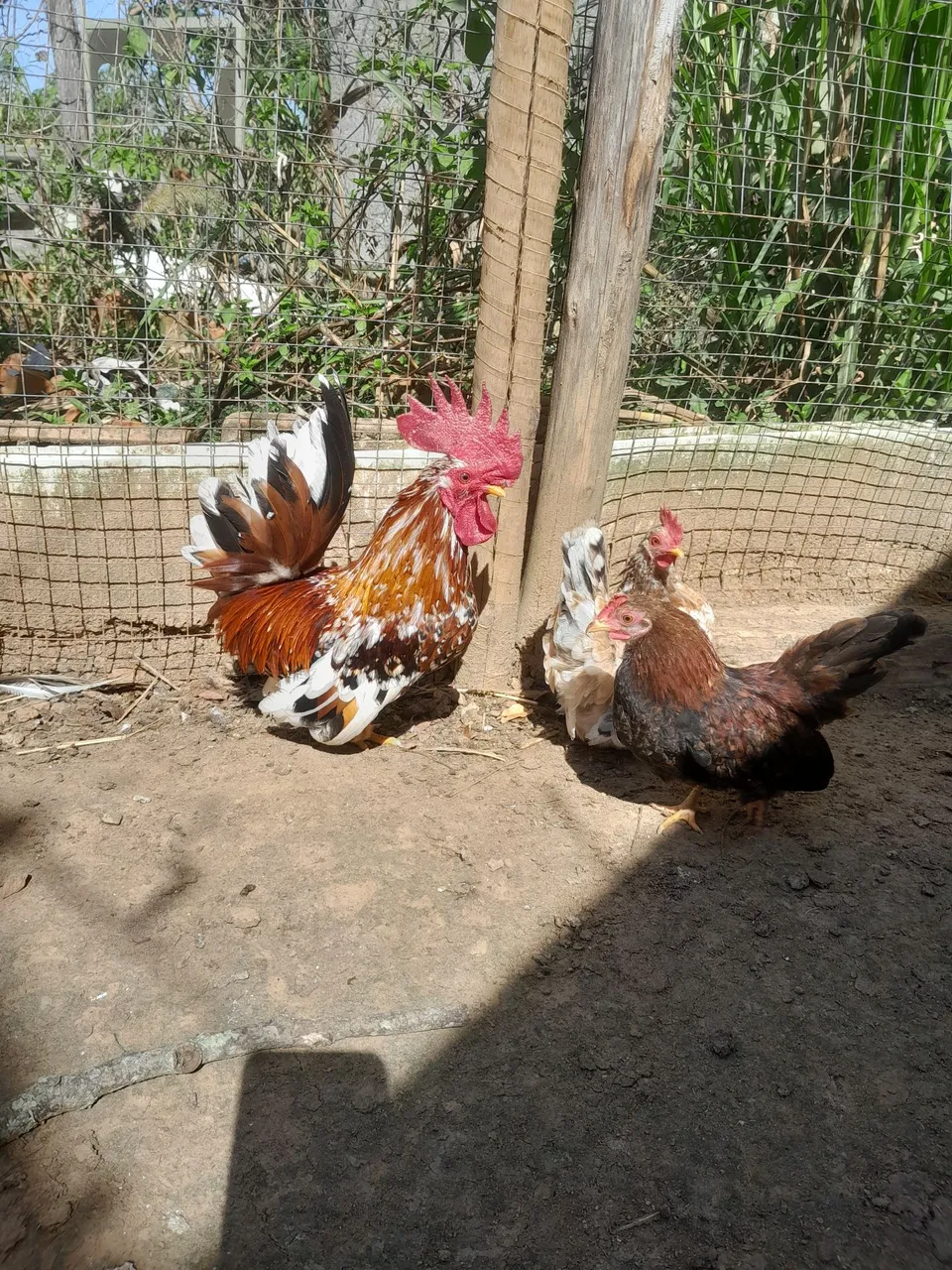 "garnizes nagasaki" no Brasil