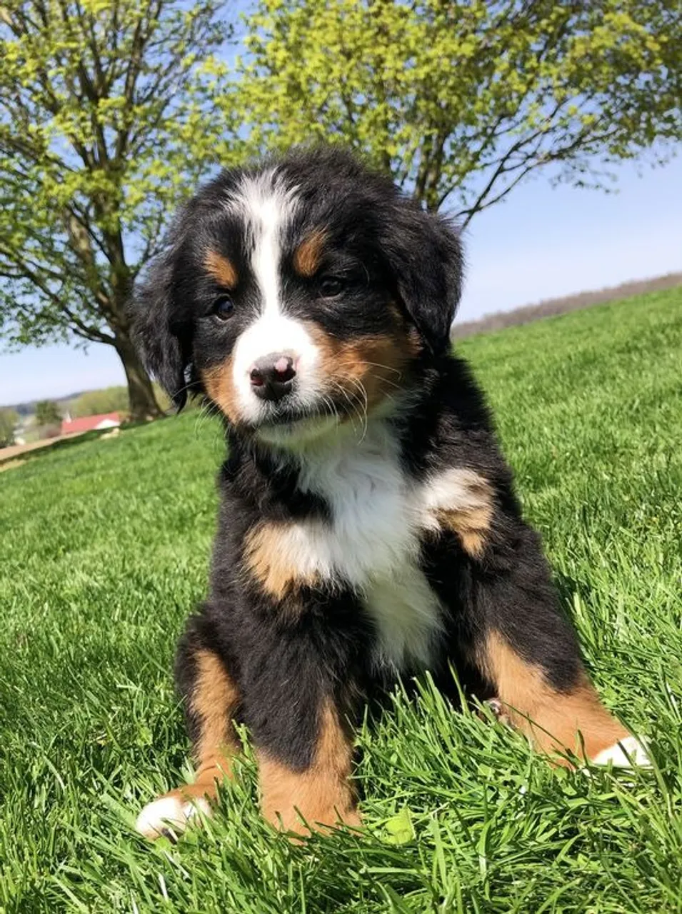 "filhotes de bernese" - Cachorros no Brasil