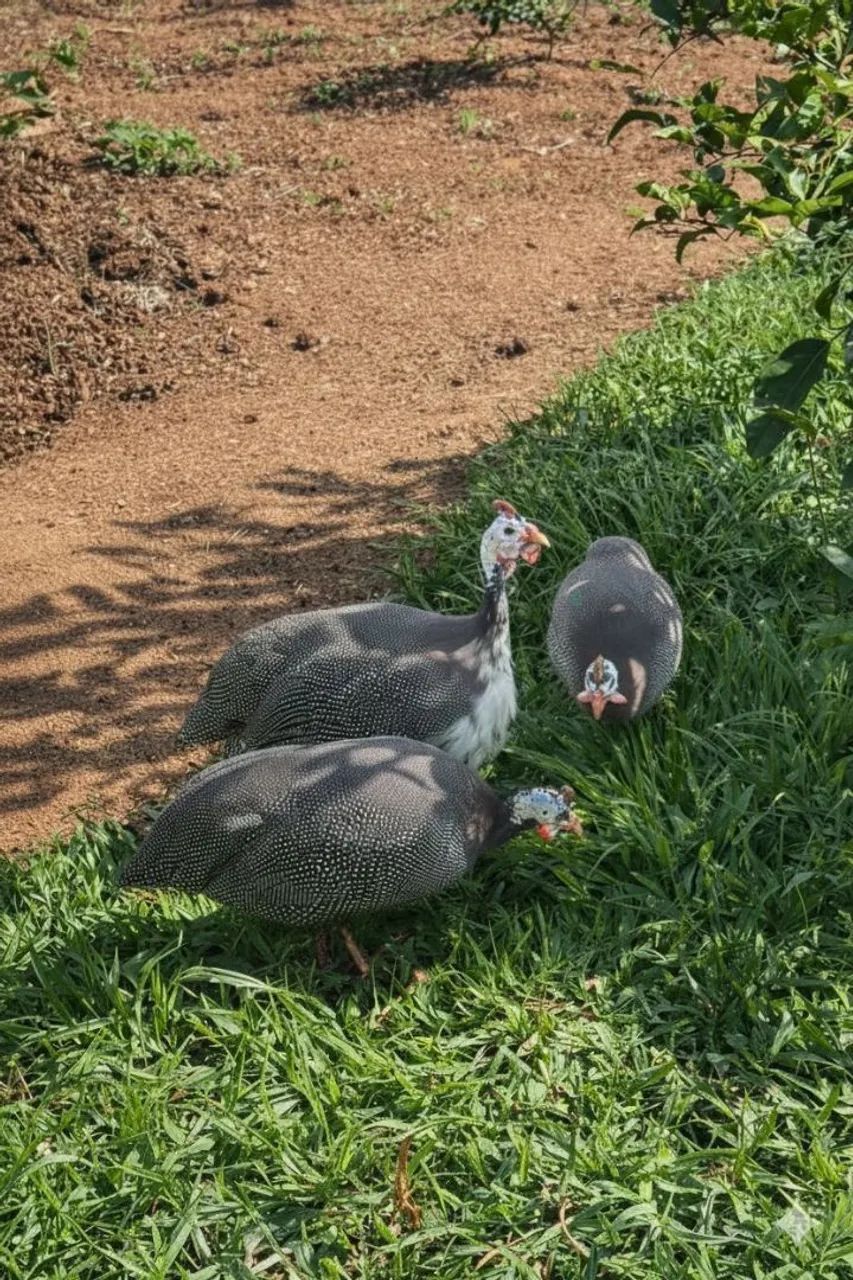 Galinha Dangola, Cocá, Guiné - Animais vermifugados, vacinados de ótima ...