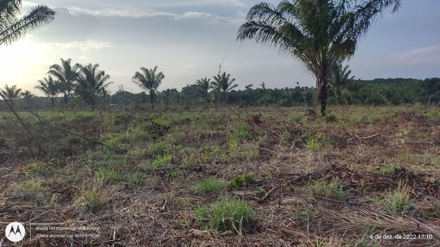 45 Hectares sendo formada por R$330 mil - Terrenos, sítios e fazendas ...