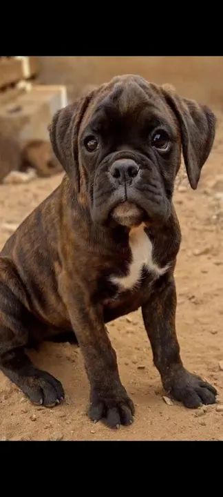 "boxer tigrado" no Brasil