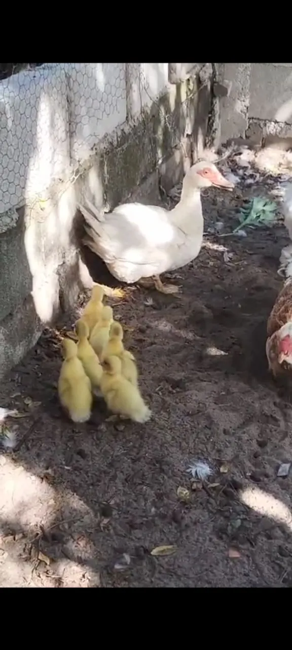 "filhotes de patos" - Outros animais no Brasil