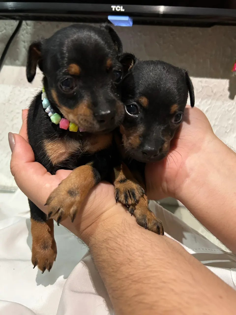"cachorro pinscher 1" - Cachorros no Brasil