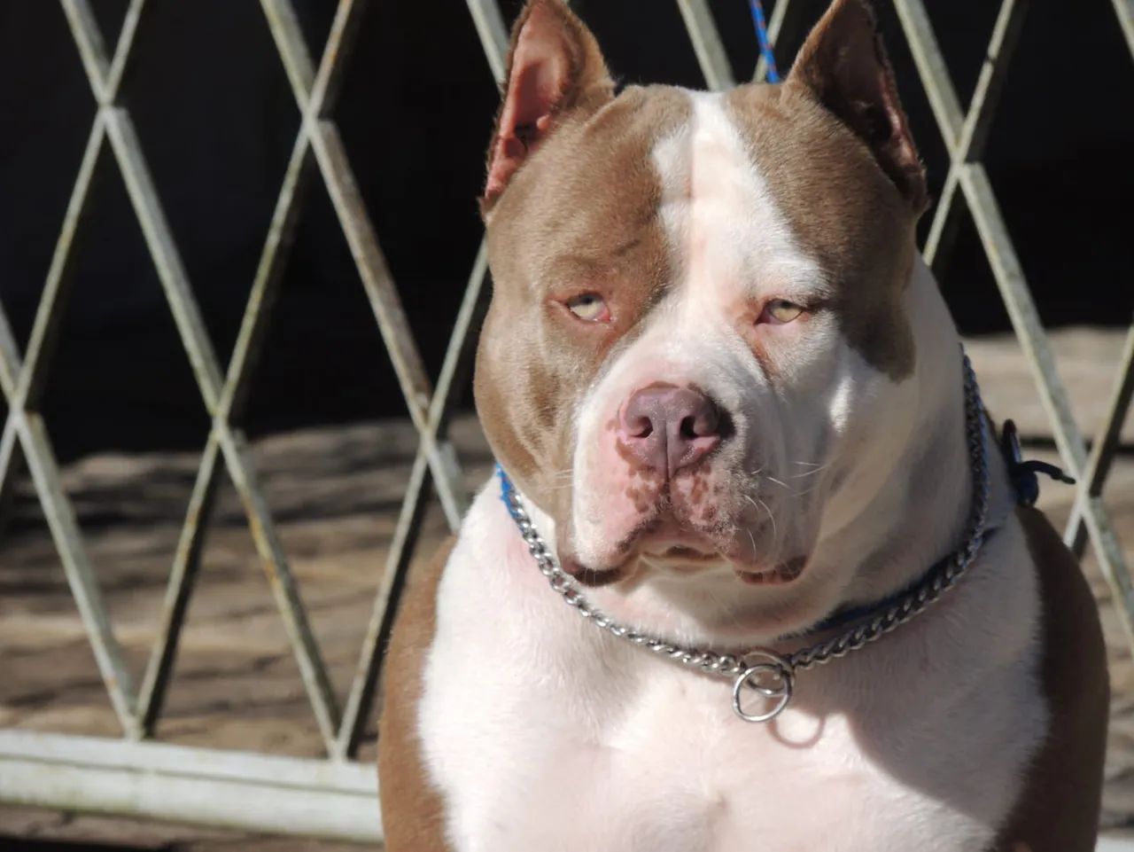 Pit Monster - Monster Bull - Filhotes - Fêmeas - Cachorros - Carlos ...