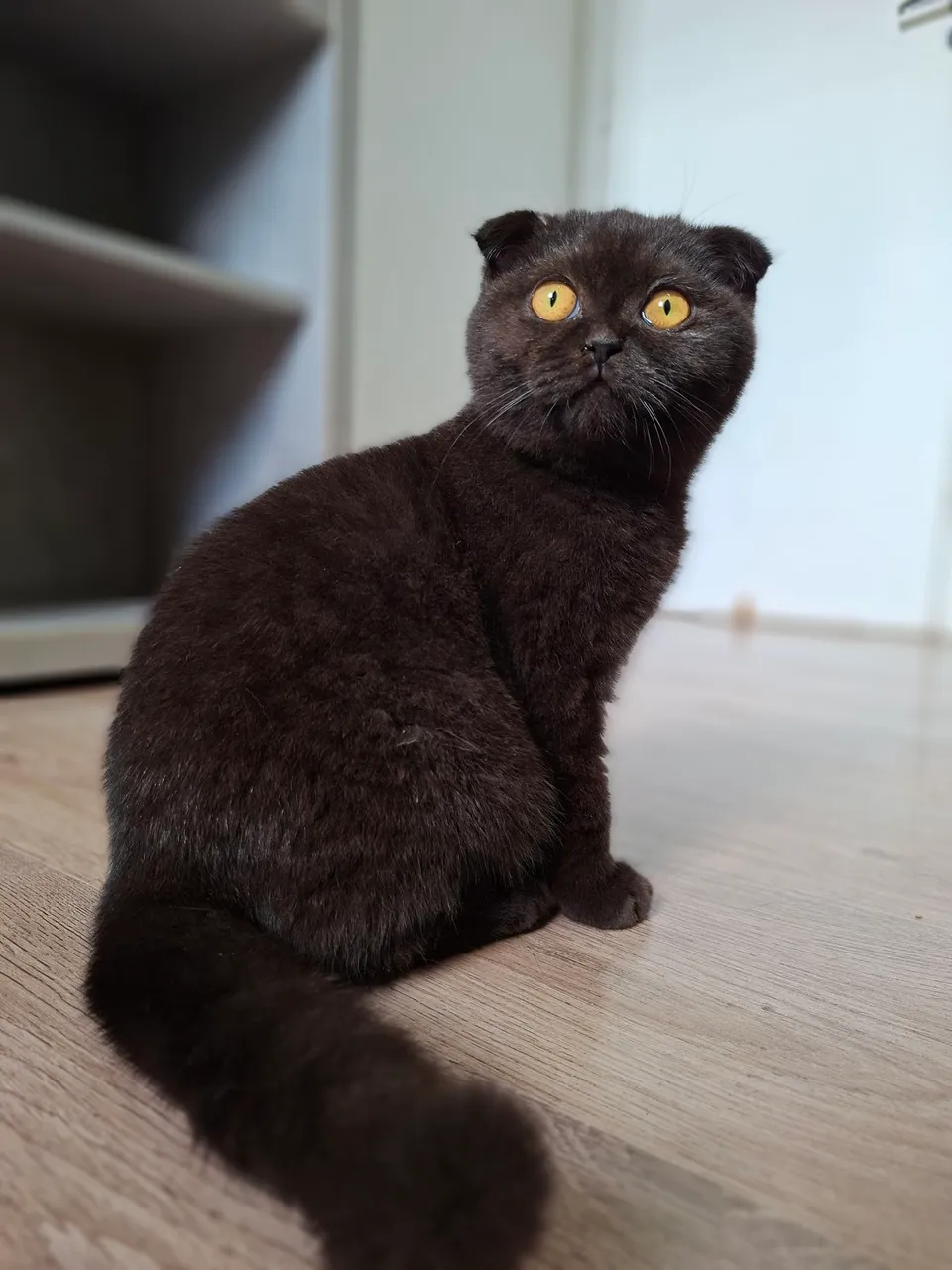 "gatos scottish fold" - Gatos no Brasil