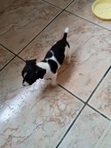 "pinscher fox" no Brasil