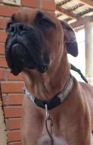 "cachorro box" no Brasil