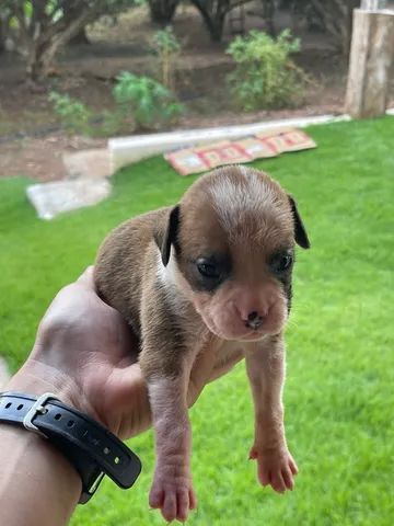 "filhote boxer puro" no Brasil