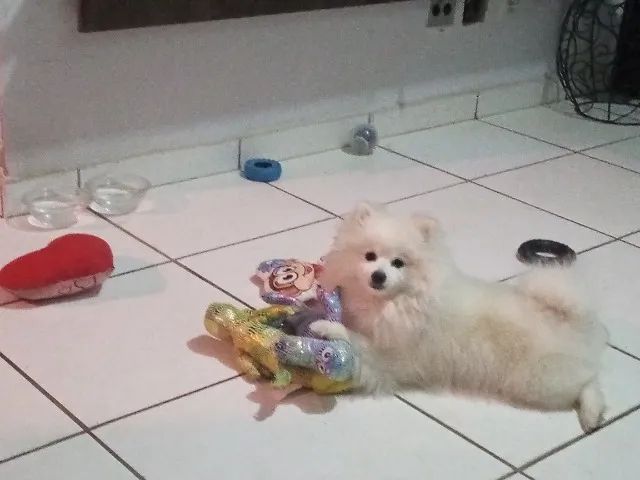 Splitz alemão lulu da Pomerânia - Cachorros - Vila Brasília, Aparecida ...