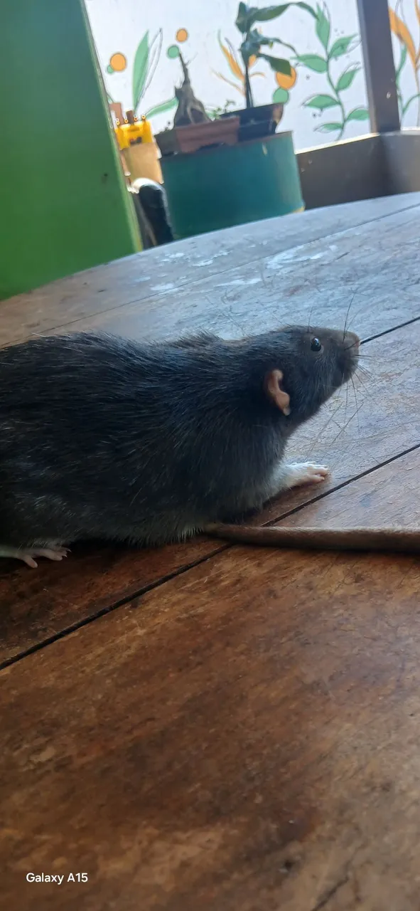 "rato twister venda" - Roedores no Brasil