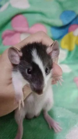 Rato twister dumbo | +33 anúncios na OLX Brasil