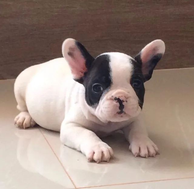 "buldogue francês" - Cachorros no Brasil