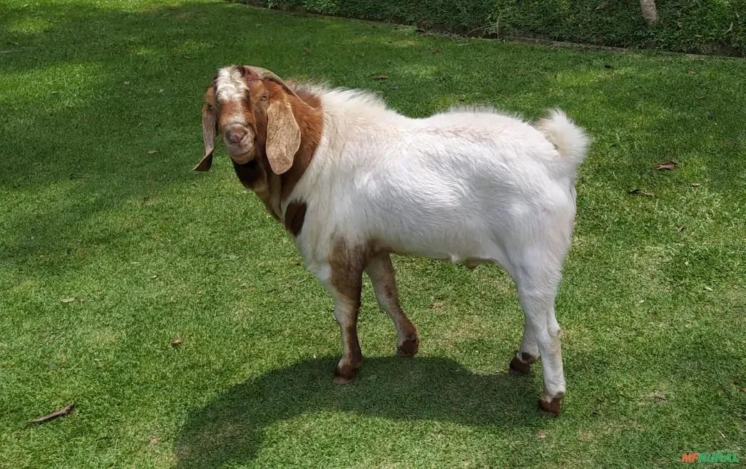 BODES FILHOTE DOAÇÃO - Animais para agropecuária - Jardim Goiás ...