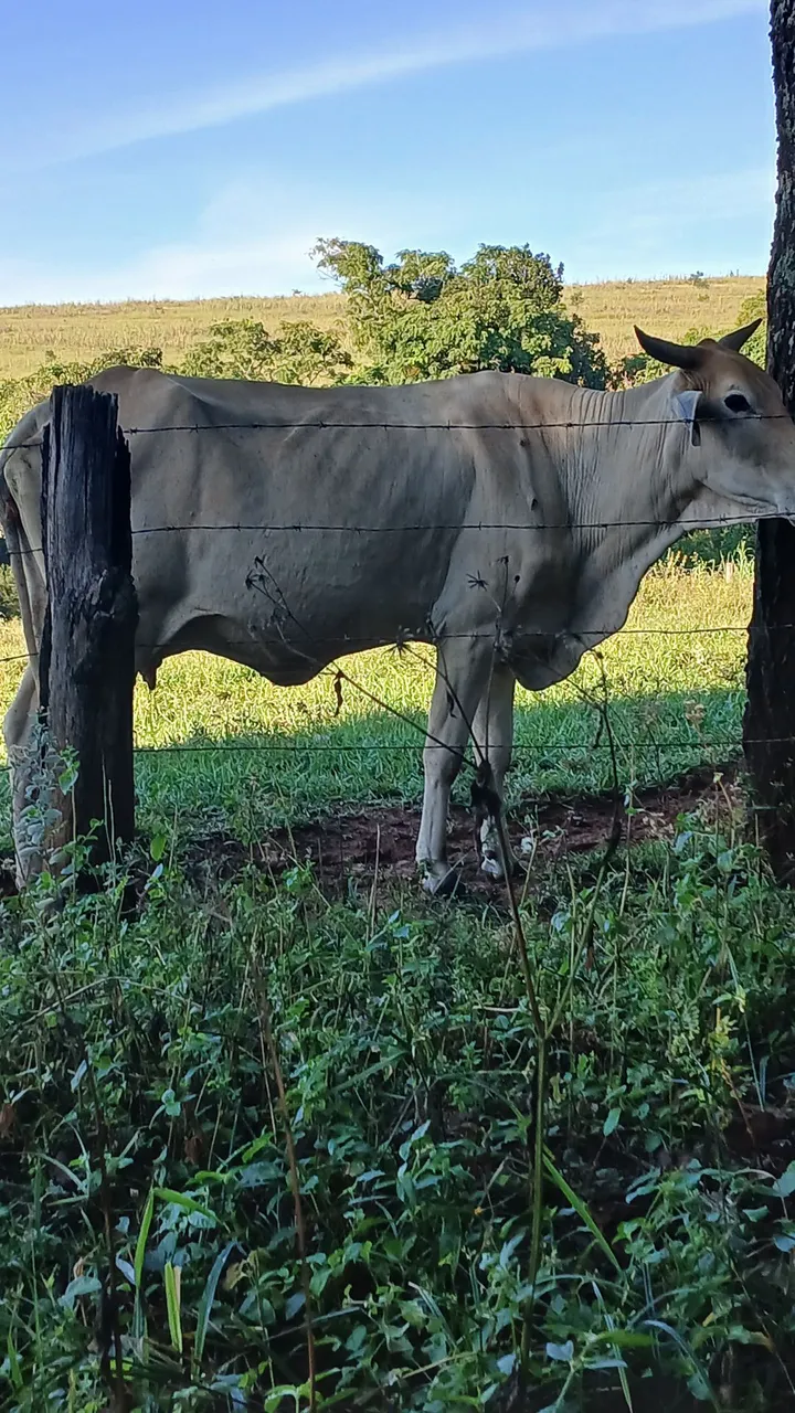 "vaca nelore" - Animais para agropecuária no Brasil