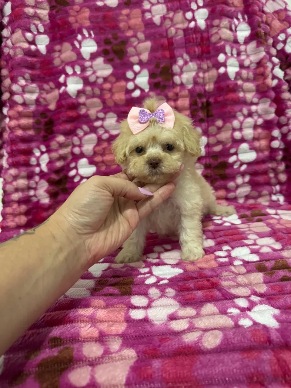 "filhotes poodle mini toy" - Cachorros no Brasil