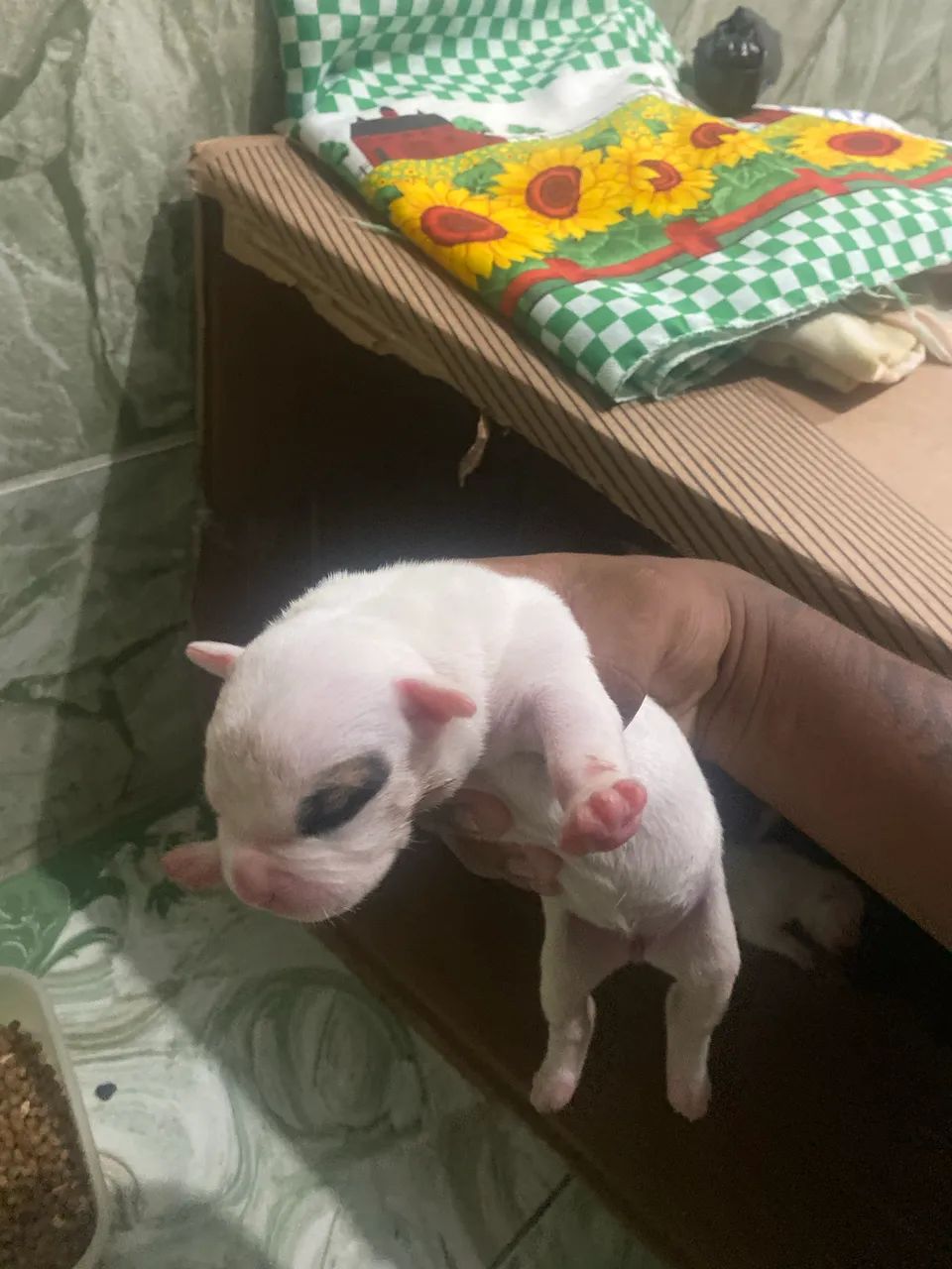 Pit bull - Cachorros - Praia Grande, Salvador 1472291388 | OLX