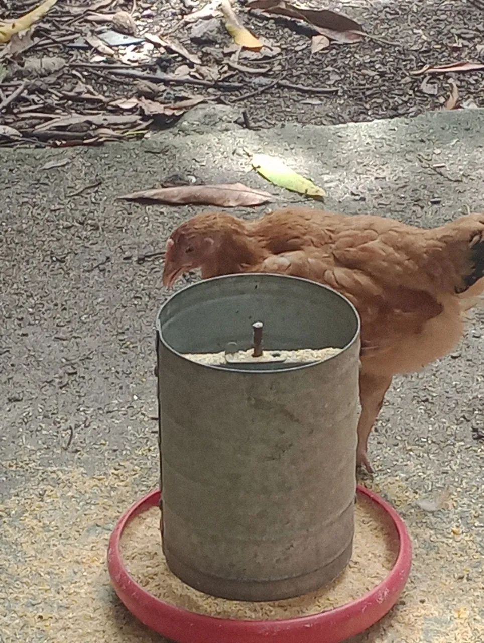 Frangos e frangas - Animais para agropecuária - Penha, Rio de Janeiro ...