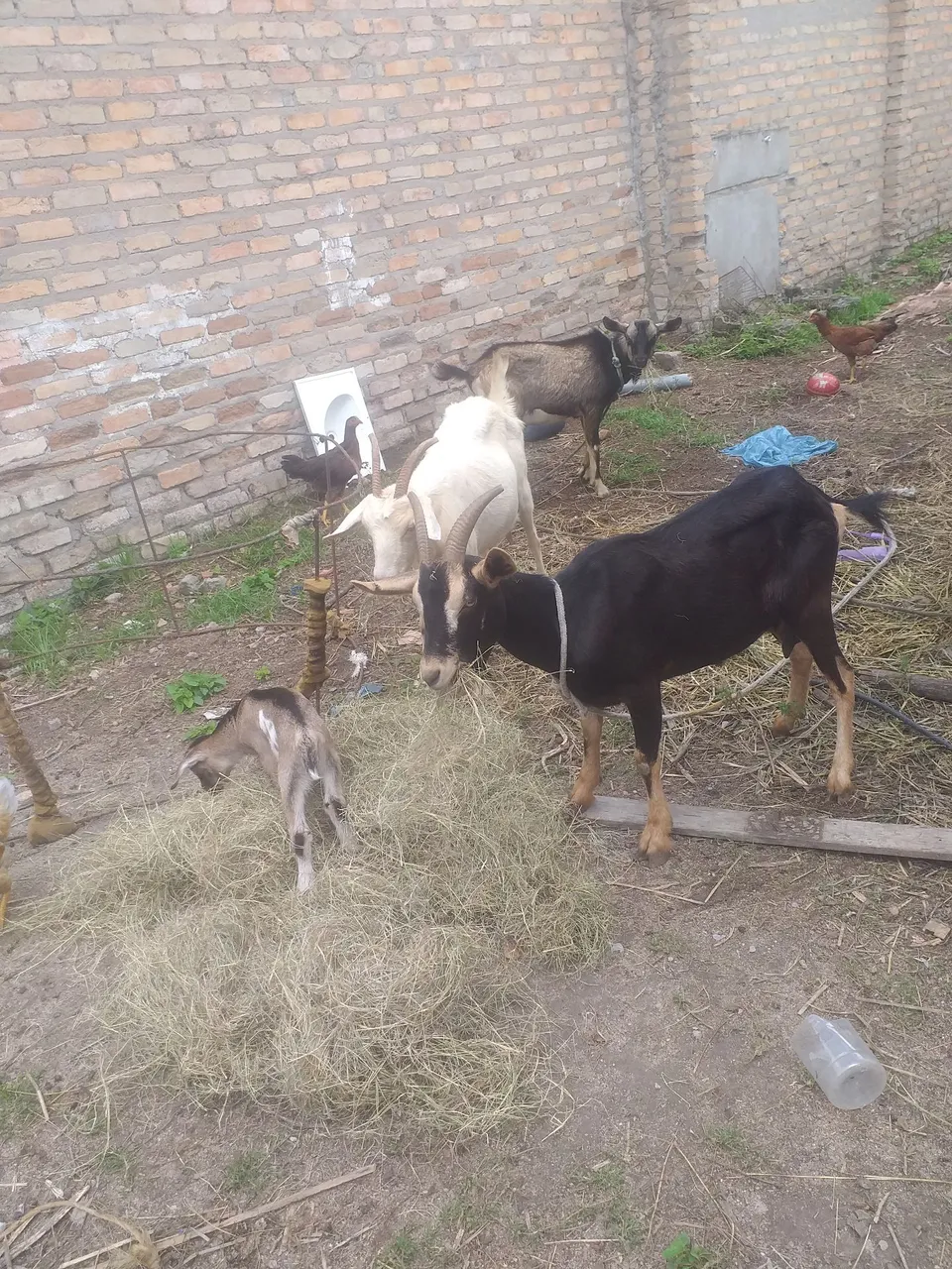 "bodes e cabras" no Brasil