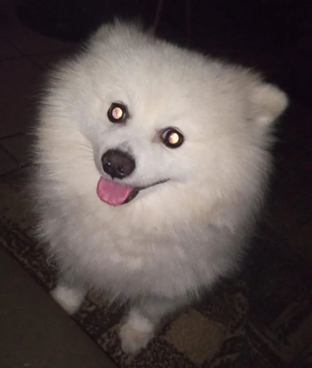 Splitz alemão lulu da Pomerânia - Cachorros - Vila Brasília, Aparecida ...