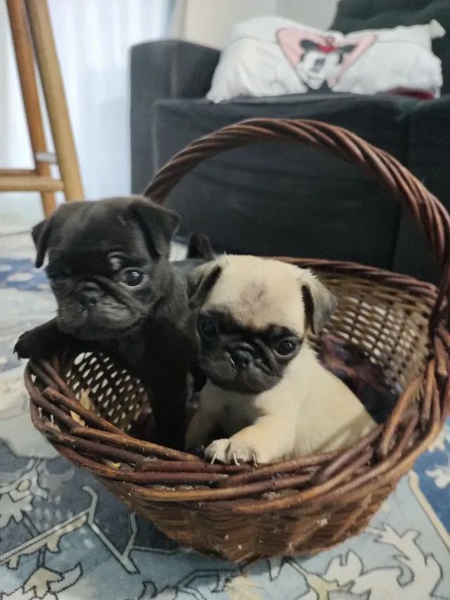 Cachorro Pug em Pelotas, Bagé, Rio Grande e região, RS