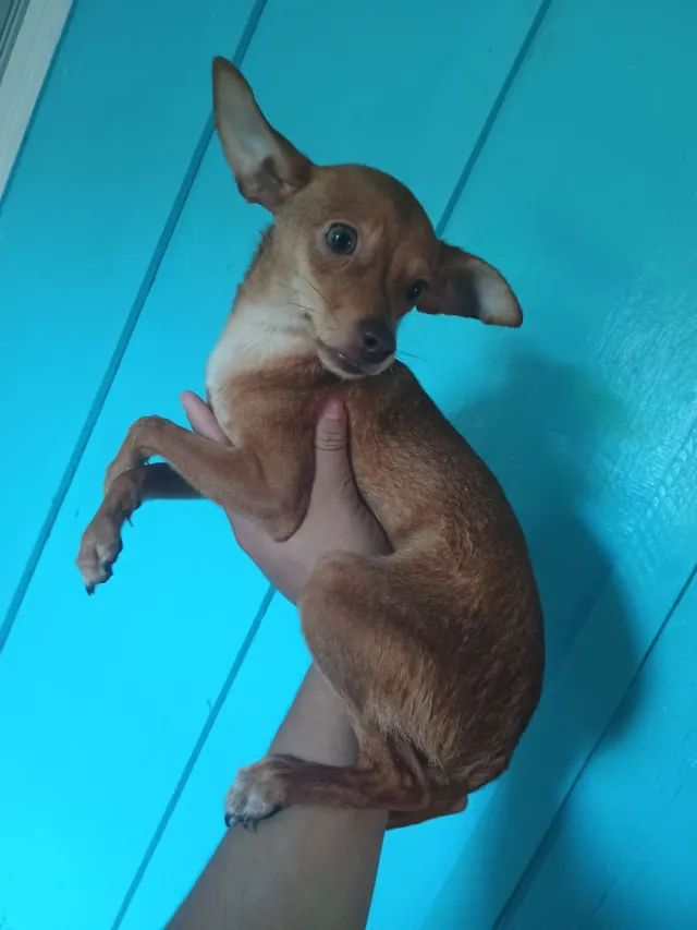 "pincher chocolate" no Brasil