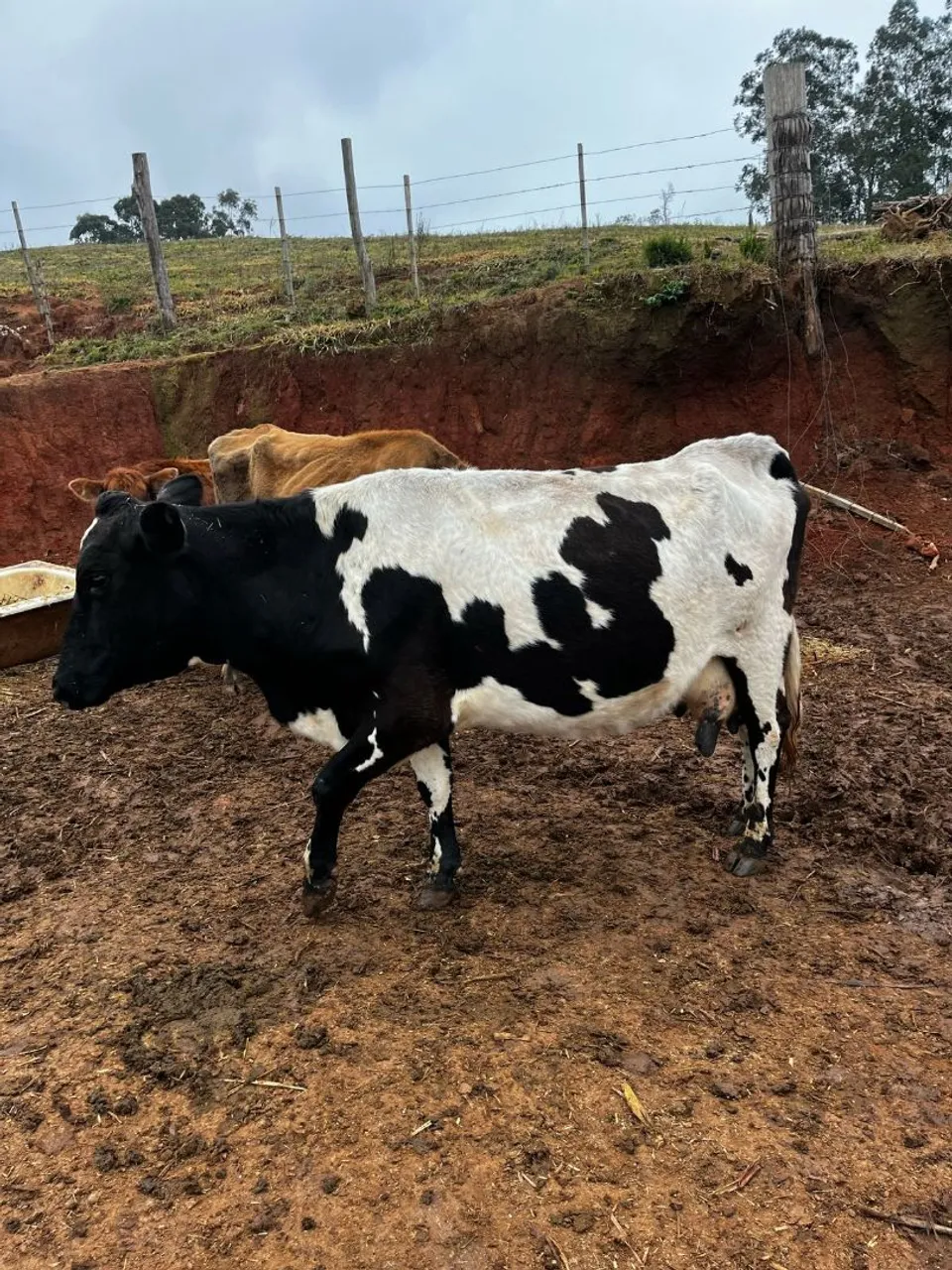 "vaca holandesa" no Brasil