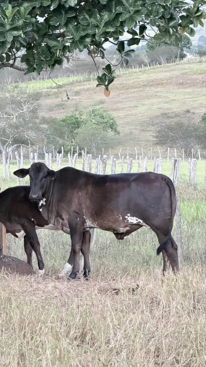 Vacas parida de bezerros Nelore - Animais para agropecuária - Lagarto ...