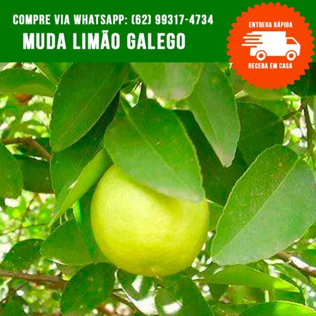 "mudas de limao galego" no Brasil