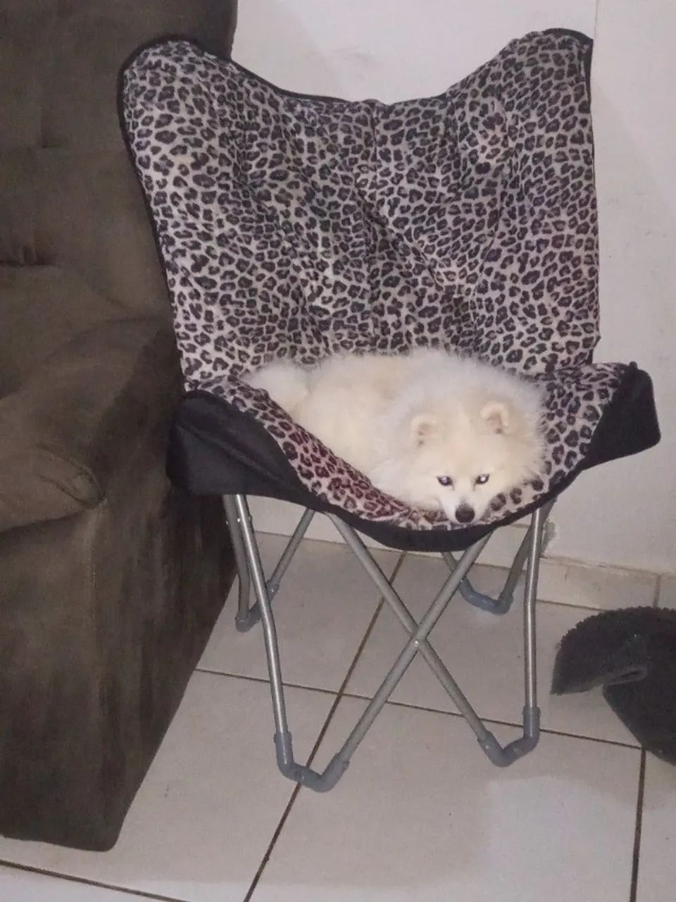 Splitz alemão lulu da Pomerânia - Cachorros - Vila Brasília, Aparecida ...