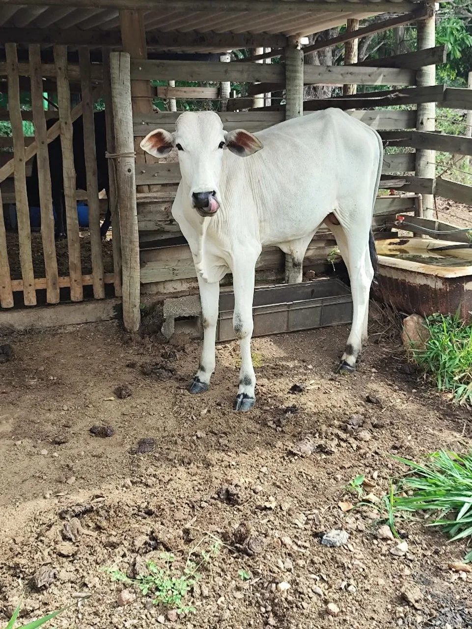 "bezerro nelore" - Animais para agropecuária no Brasil