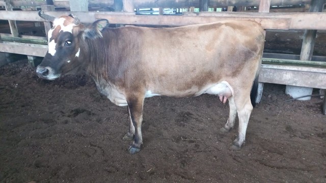 Bezerros red angus | +7 anúncios na OLX Brasil