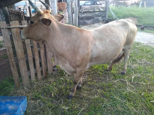 "mini vaca" - Animais para agropecuária no Brasil