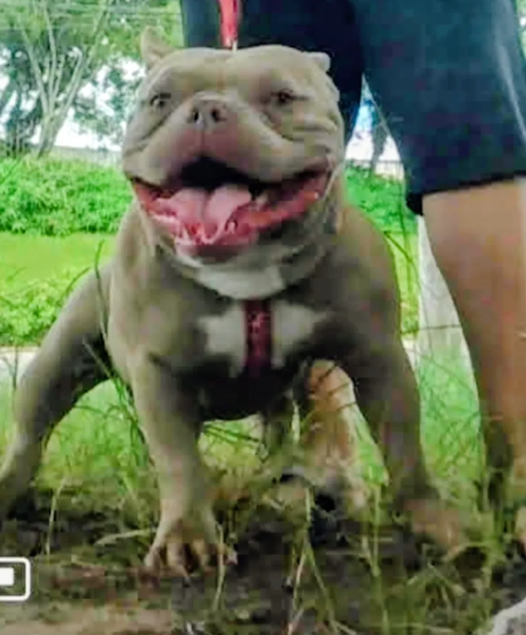 "american bully micro" - Cachorros no Brasil