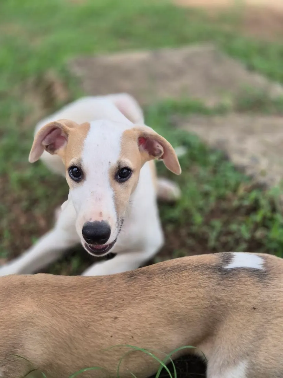"filhote galgo" - Cachorros no Brasil