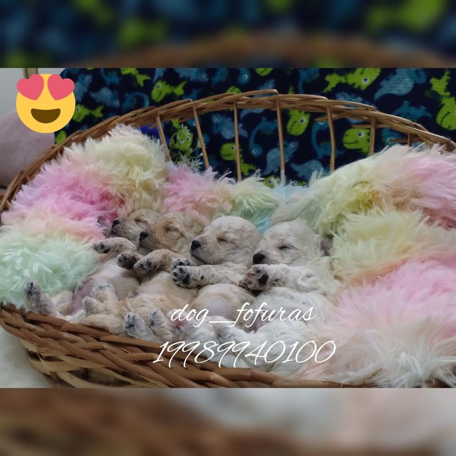 Poodle micro toy | +248 anúncios na OLX Brasil