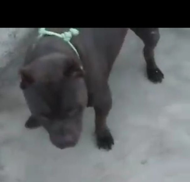 Pit monstro | +14 anúncios na OLX Brasil