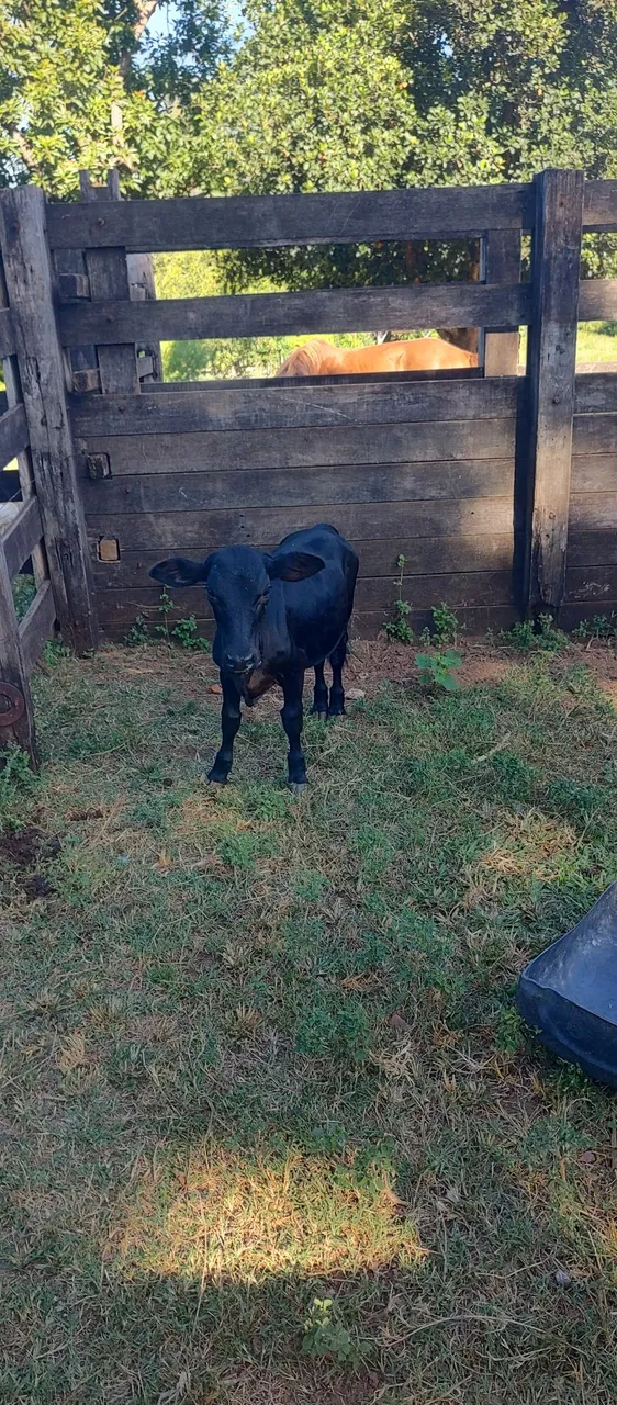 "mini vaca" - Animais para agropecuária no Brasil