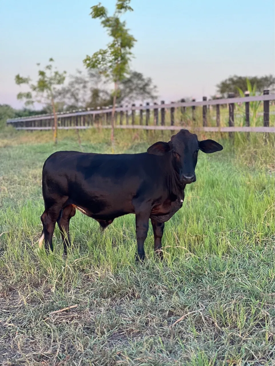 "boi mini boi" - Animais para agropecuária no Brasil
