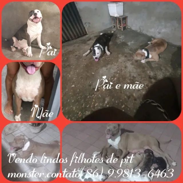 Filhotes de pit monster | +1213 anúncios na OLX Brasil