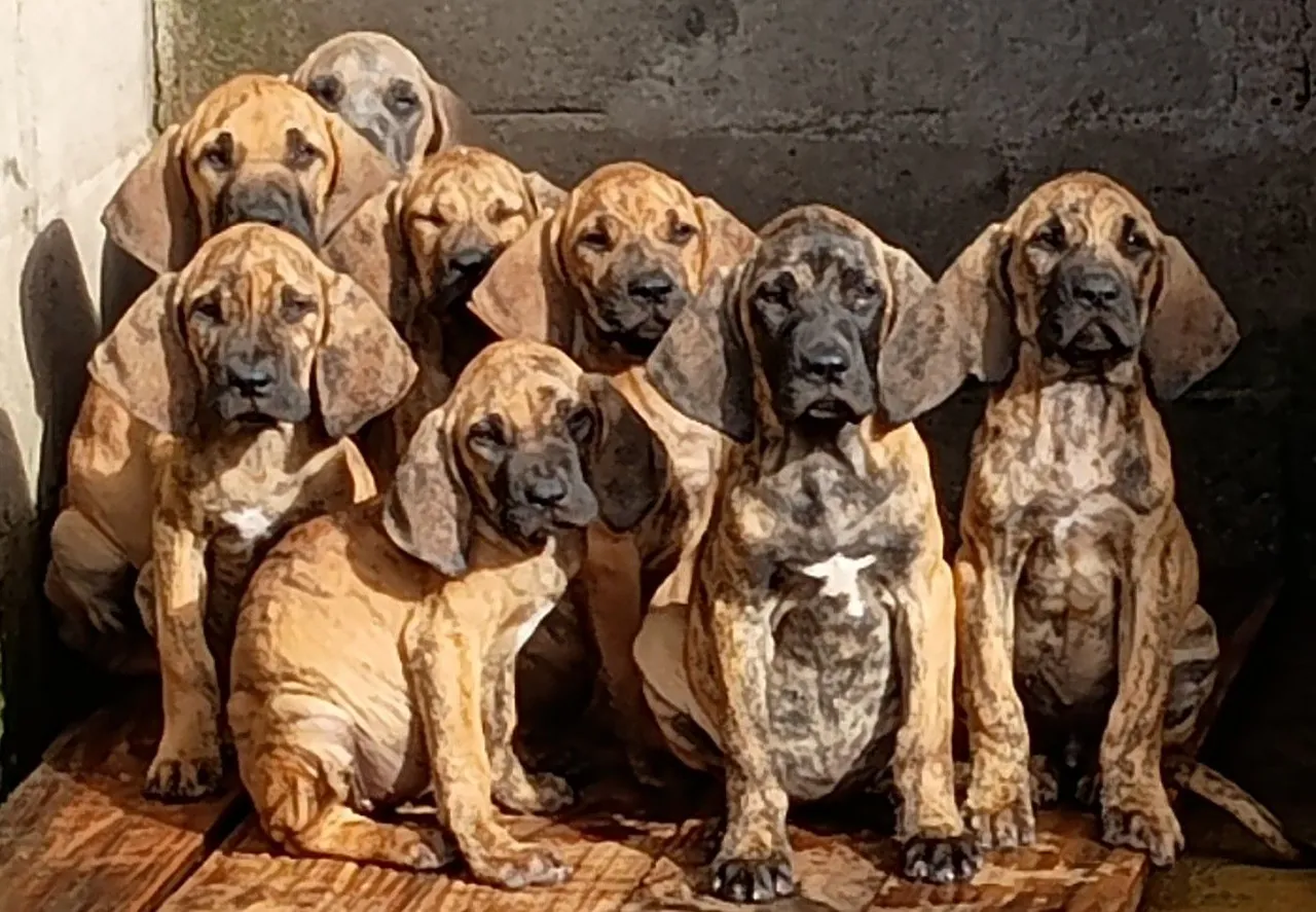 "fila brasileiros" no Brasil