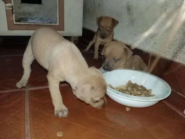 "pinscher 01 femea" no Brasil