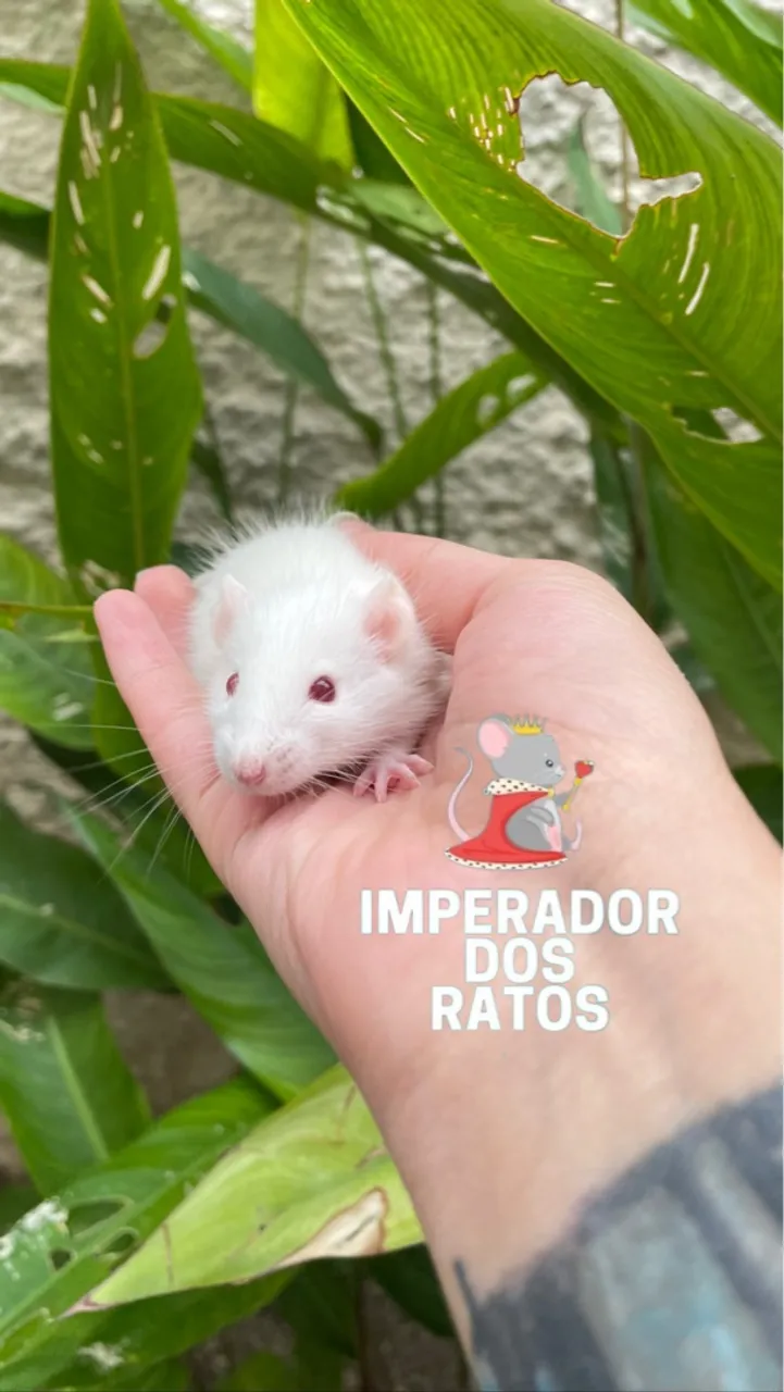 "ratos de estimacao" no Brasil