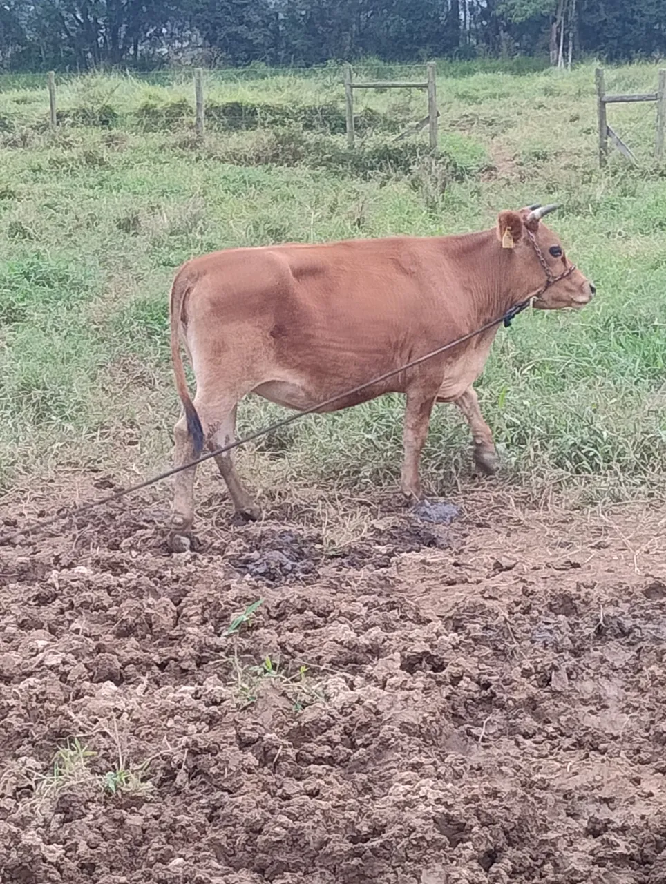"mini vaca" - Animais para agropecuária no Brasil