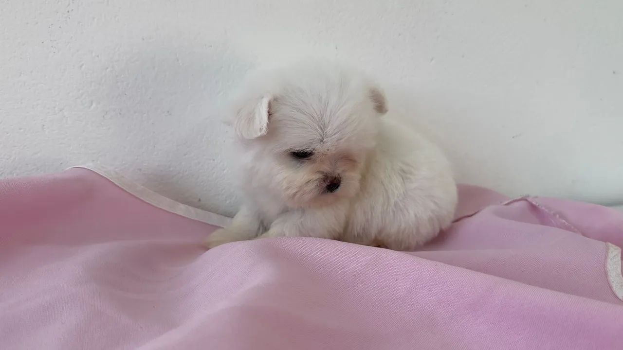 Filhote de Maltês puro, peludinho e fofo! - Cachorros - Jardim das ...