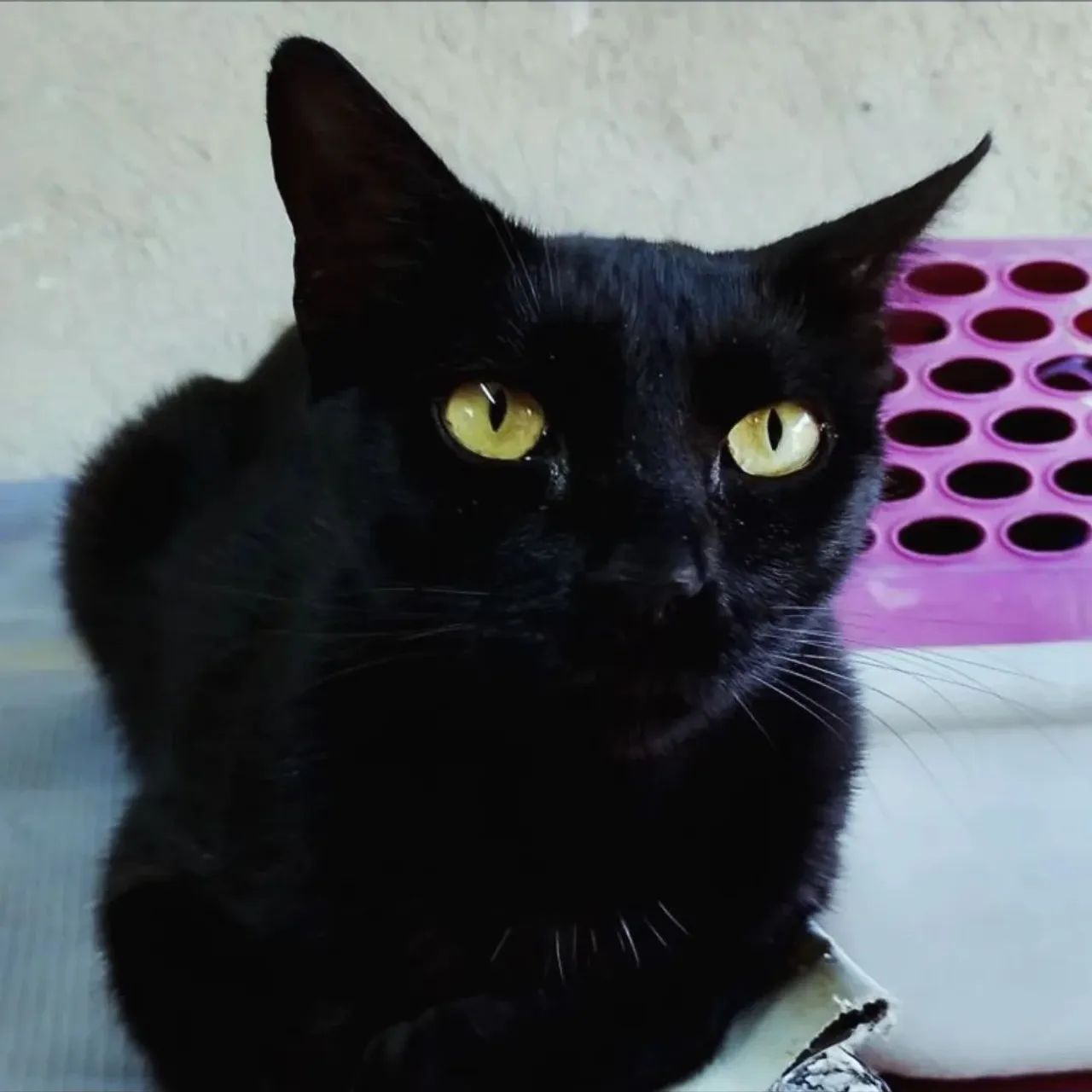 Linda gata para adoção , CASTRADA, VACINADA e Vermifugada - Gatos ...