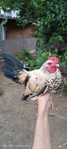 Garnizes | +469 anúncios na OLX Brasil