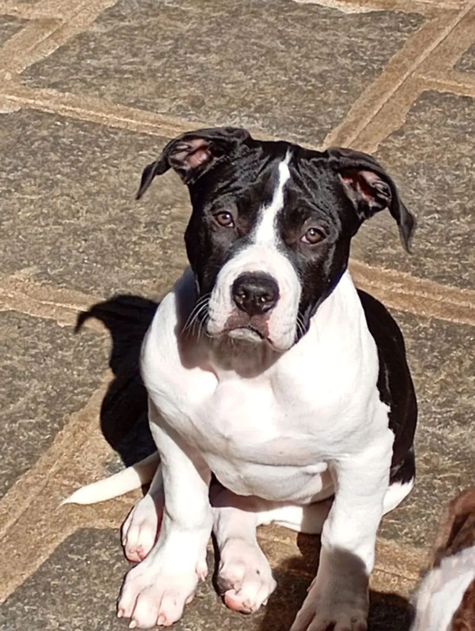 Pit Monster - Monster Bull - Filhotes - Fêmeas - Cachorros - Carlos ...